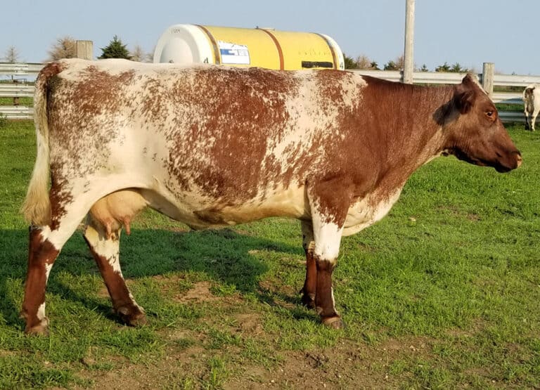 Our Cattle – Double M Cattle Co.