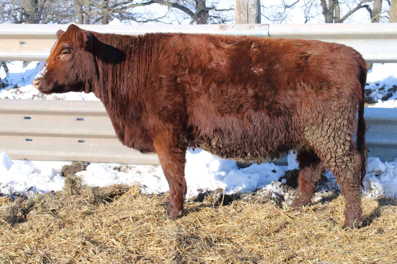 For Sale – Double M Cattle Co.